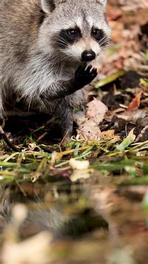 Understanding Raccoons: Nature's Mesopredators