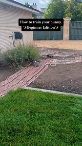 🐰 Training your bunny for beginners? Let’s dive in! 🐾 One key thing to know is that training a bunny takes time and patience. Consistent training is crucial—I typically train my bunnies for six months before they really grasp what I’m asking. 🗓️ After this period, even without recent practice or reinforcement, they can recall their tricks and skills on command. 🧠 So, when you’re planning to teach your bunny a new trick or skill, expect to commit to a six-month training period. It doesn’t hav