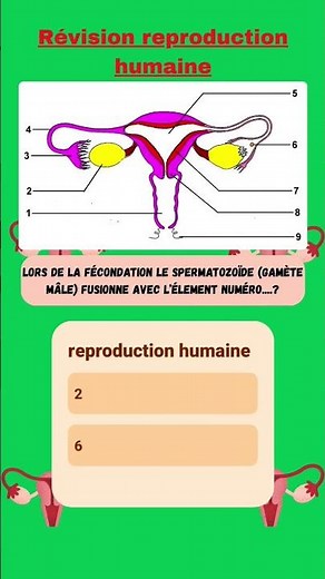 reproduction humaine #akademix #biologie #lycée #reproductionhumaine
