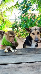 581K views · 7.8K reactions | That intelligent monkey is the most stunning SokYaa monkey ever | Amazing TV | Facebook