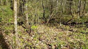 196K views · 2K reactions | LiveAction today with this blue racer snake! I caught it from a tree...man is it FAST! Yayaya!   ----------- To book Turtleman at your next event or to have Turtleman film a commercial for your business, email at saltzmanphoto@comcast.net No birthday parties please... | Call of The Wildman - Turtleman | Facebook