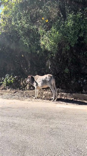 True Words of Natural Wisdom 🌿 | Deep Thoughts for a Peaceful Mind