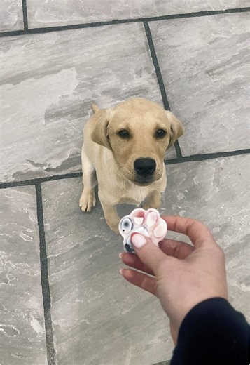 Refreshing Yogurt Berry Dog Treats Recipe
