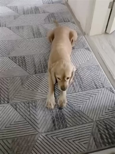 Patilere.acil.yuva on Instagram: "NEVSEHİR... Repost from @nevsehirhayvankoruma • #YUVA İLANI 🏡 Takipçi iletisi; #Cockerspaniel, 4 yaşinda, Erkek, yeni tıraşlanmış Sorumlulugunu ustlenen kişi vefat ettigi icin yeni bir yuva ariyoruz. Kedilerle arası iyi değil. Genel olarak cok uysal, evcimen, insanlarla arası iyi. Kısırlaştırma şartıyla ömürlük bir yuva arıyoruz. ☎️+90 541 458 16 86 #nevşehirköpeksahiplendirme #nevşehiryuva"