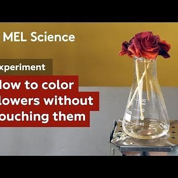 How to make a paper flower change color by itself ("Chameleon flowers" experiment)