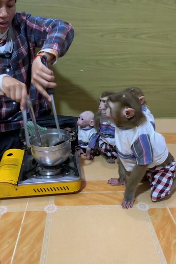 So adorable baby monkey feeling lovely that mummy take care and sharing food to eating delicious | The Freshly