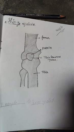 Ball and socket joint / hing joint / pivot joint.#shorts# #youtube shorts# #shorts speed#