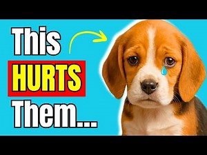 12 Habits That Emotionally Hurt Your Dog (99% Owners Do These) | Dog Care Tips