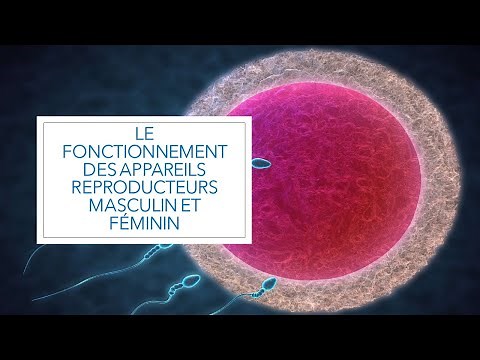 Le fonctionnement des appareils reproducteurs ( Cours de SVT )