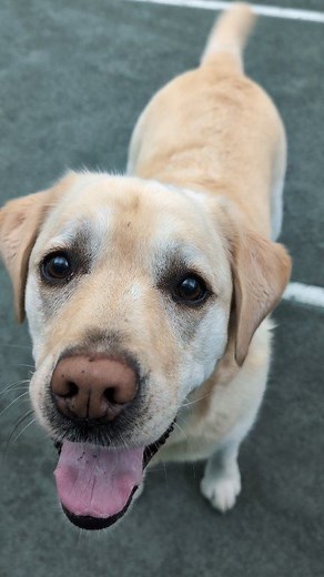 The day before Thanksgiving Friend. I hope if you are traveling to be with family your trip is a safe one. Xena and I played really early this morning (6:45)... Have you ever seen her fetch 3 balls at once? Enjoy your today. Always Grateful. Enjoy the holiday eatzz in moderation. Be Kinder than Necessary. Love Peace Hope Joy Prosperity and Good Health be with you. #heartattacksurvivor 11/22/23 #tennis #labrador #exercise | Mark E Johnson