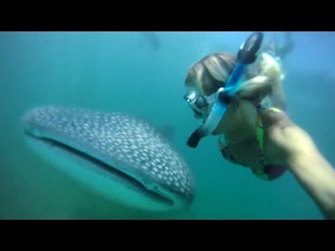 GoPro HD HERO camera: Holly Beck and the Whaleshark