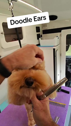 Trimming Doodle Ears with Jay Scruggs of Super Styling Sessions Tv. #doggrooming #viraldoggrooming #dogsoftiktok #superstylingsessions #doodle #doodlegrooming