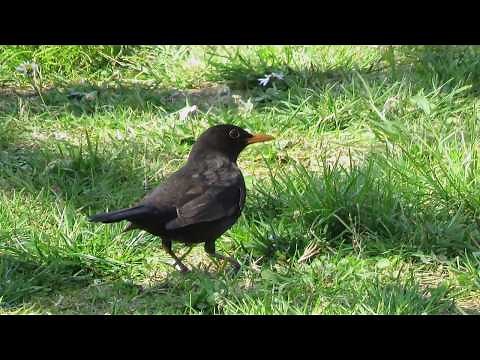 Super canto del Merlo !!!