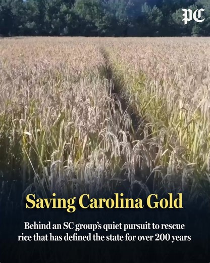 🔗: https://trib.al/ZLQhAEa What was once a booming cash crop in South Carolina became almost extinct after the Civil War. Now, farmers across the Carolinas are working to make sure it doesn't happen again. A staple of today’s restaurants, the loss of Carolina Gold rice would devastate farmers and chefs, and erase a tangible touchstone to South Carolina’s rich and complicated past. (📽️s by @andrewjwhitaker / The Post and Courier) | The Post and Courier