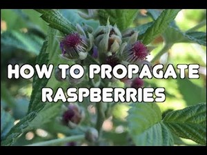 How to Propagate Raspberries (The Easy Way)