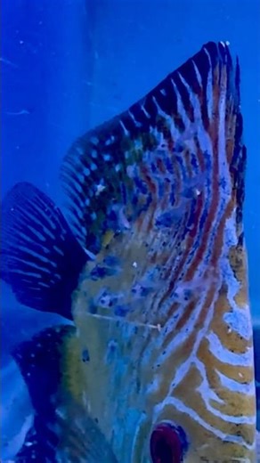 BABY DISCUS UPDATE #paulstingray #exoticaquariumfish