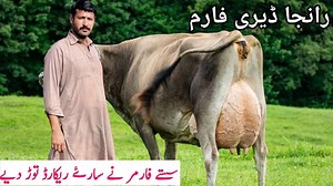 Jhang Janwar Mandi on Reels