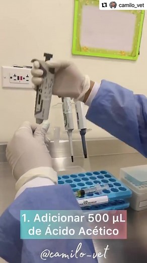 •TEST DE RIVALTA• 🧪🐱 - Rivalta FIP-VETube, es una prueba 📝 para la determinación o exclusión de exudados (efusión abdominal y/o pleural) 🧐 de gatos sospechosos de PIF. 😿 - Este test 🧪 detecta por precipitación la presencia de proteinas en líquido 💦 pleural/abdominal en tan sólo 1 minuto. 😱 - Un resultado positivo ➕ en precipitación debe considerarse como un FIP con alta probabilidad. ✔️ - El exudado sospechoso de PIF 🐱 se puede reconocer macroscópicamente 👁 por su color entre amarillo