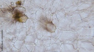 Carrot root cross section microtome slide under microscope