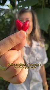 936K views · 37K reactions | #PhilippineNativeTree na may hugis-pusong prutas! 﫰#PhilippineBiodiversity #PhilippineNativeTrees: #Kuela (혉혩혦혴혢 혱혢혯혪혤혶혭혢혵혢) | Celine Murillo | Facebook
