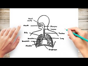 How to Draw Human Respiratory System Diagram