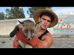 I rescued a wild fox from certain death...