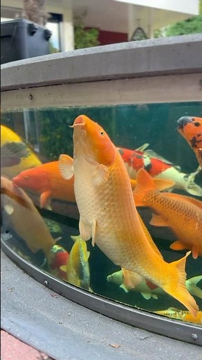 My Dream Koi Pond 😲💆🏻‍♂️