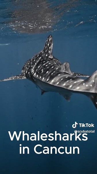 Get ready for an unforgettable adventure—whale shark season is officially beginning in Cancun, Mexico! Every year from mid-May to September, the turquoise waters just off the coast of Cancun come alive as hundreds of gentle whale sharks gather, offering locals and visitors alike a once-in-a-lifetime opportunity to witness (and even swim alongside!) the planet’s largest fish. Now is your chance to experience the magic up close! Whale sharks are known for their massive size and easily recognizable