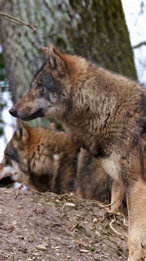 Wolf in the Wild | Majestic Predator of Nature