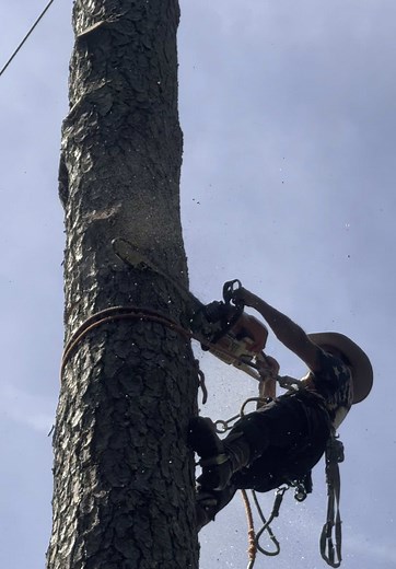 #eagle#treework #goodwork #parati #foryoupage #parati