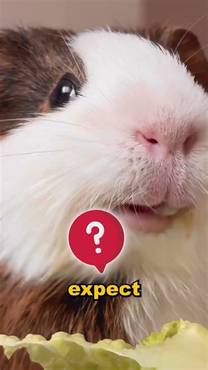 This Cute Animal Sound Is Way Too Loud 😳 || Guinea Pig