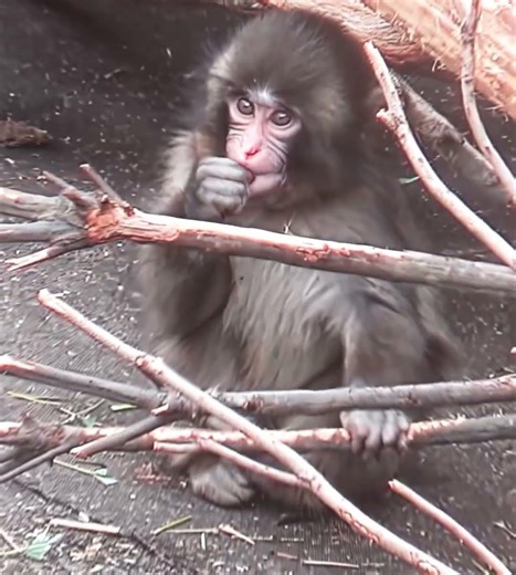 Peak Loneliness Looks Like✨❤️‍🩹 | Punch Monkey Edit | No One Noticed • The Marias