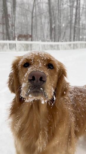 318K views · 2.6K reactions | Enjoying our first snow storm of the season. Mostly a “snow” ball search and recovery mission❄️❄️. #cutedogs #funnydogs #snow #doggo #dogmom #doglovers #goldenretriever #goldenretrievers #goldens #petlovers #dogplay #pet #dogs | Maple Sweet Golden | Facebook