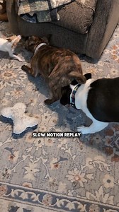 10K views · 350 reactions | Rear end collision and an argument. Frankie is having a bad day #cutedogvideos | Frankie, Gus & Lucy | Facebook