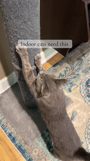 Tall Cat Scratching Post: Perfect for Indoor Cats