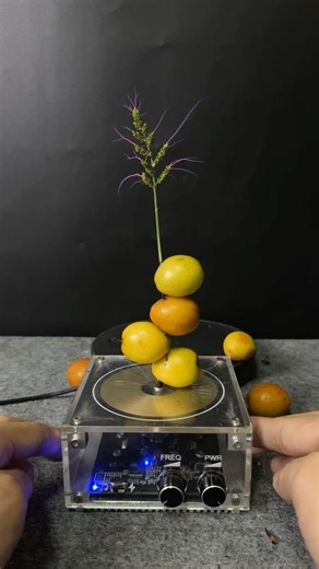 Lightning + Jujubes + Plants