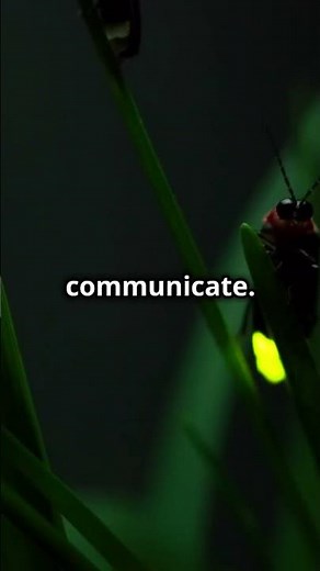 The Science of Why Fireflies Use Light Signals #wildlife #insects #facts