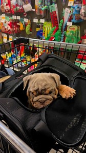 1.6M views · 78K reactions | Check out the size of the paws on this handsome fellow! So much personality in this compact boy. He is built like a tank!!!  #englishbulldog #puppy #puppylove #Wow | Utah Bulldog Life | Facebook