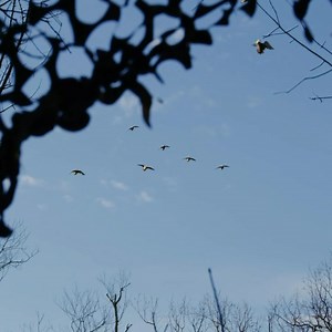 5.6K views · 278 reactions | He didn’t know which way to go. He chose… poorly. @sweet_tea2005 | White Oaks Duck Woods | Facebook
