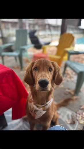 We had such a good day with @buster.boo2001 today! We love hanging with Auntie Chloe and getting to wrestle around all day ❤️🐶🐾 #dogsofinstagram #gloriousgoldens #goldenretriever #puppy #goldenpuppy #cute #dogs #golden #goldenretrieverworld | The Adventures of Sandy and Mabel