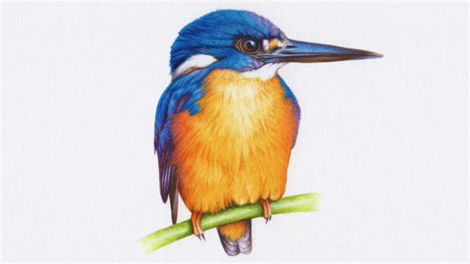 AZURE KINGFISHER painting tutorial is now live, if youd like to join us! https://www.patreon.com/posts/121619307?utm_campaign=postshare_creator&utm_content=android_share | Heidi Willis ~ Artist
