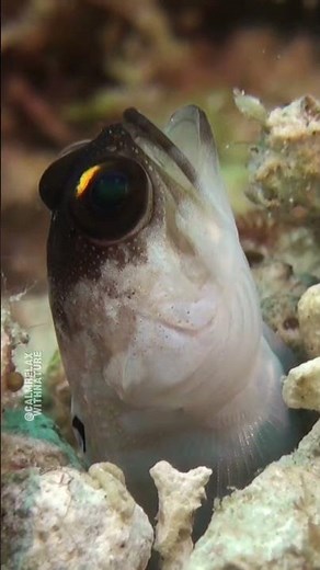 Jawfish Peeks from Burrow 🐟👀