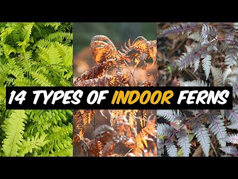 14 Types of Indoor Ferns - The Planet of Greens