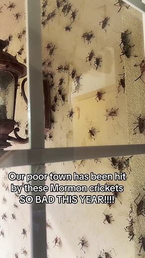 Colette Reynolds (@auntie_coolette)’s videos with original sound - Colette Reynolds