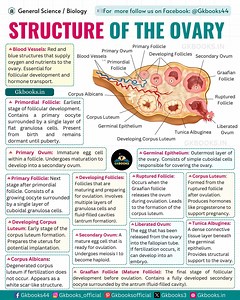 Structure of the Ovary #reelschallenge #biology #generalscience | InfoPic Notes