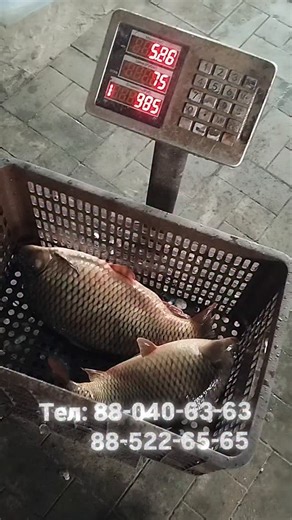 Ashil Dasturxan Ashil Dasturxan on Instagram: "Мәнзилимиз ди сорағанлар ушын түсирилген видио роликлер бар кирип көрсеңиз болады"