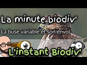 Minute Biodiv'/ La buse variable et son envol !