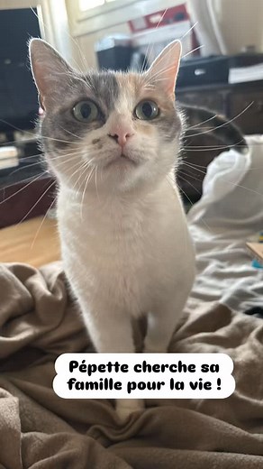 🐾 À l’adoption : Pépette 🐾 📍 Actuellement en famille d’accueil chez un couple calme. Voici Pépette, une magnifique minette tricolore (avec beaucoup de blanc 🤍) âgée de 2 ans et demi. Adorable, vive et pleine de personnalité, elle est prête à trouver sa famille pour la vie ! 😻 ✨ Stérilisée, vaccinée, FIV négative, elle est fin prête à poser ses pattounes dans un nouveau foyer. 💖 Pépette a été trouvée dehors, donc on ne connaît pas son passé. Ce qu’on sait, en revanche, c’est qu’elle a du ca