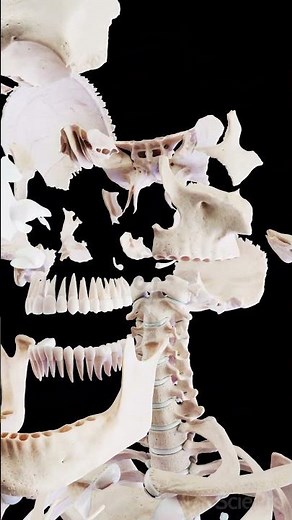 Exploded View of the Skull | 3D Anatomy Animation