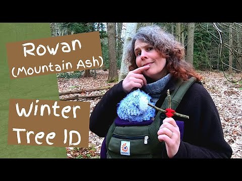 Rowan (Sorbus aucuparia) - Winter Tree Identification for Forest School